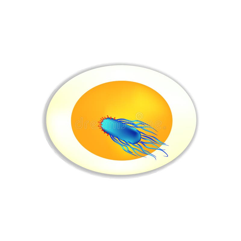 The Structure of the Bacteria Salmonella. the Introduction of ...