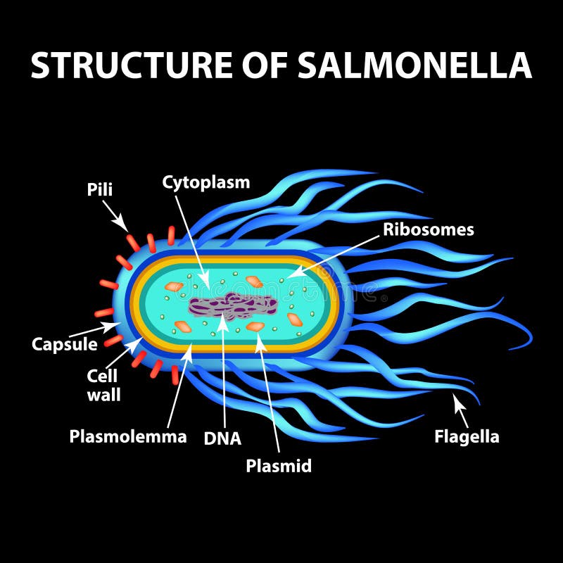The Structure of the Bacteria Salmonella. Infographics. Vector ...