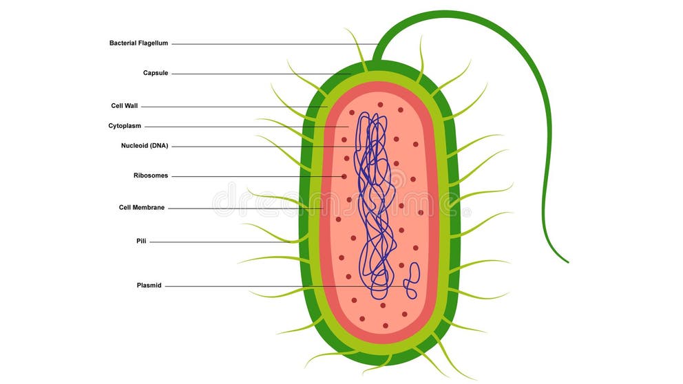 Structure of a Bacterial Cell Stock Vector - Illustration of bacterial ...