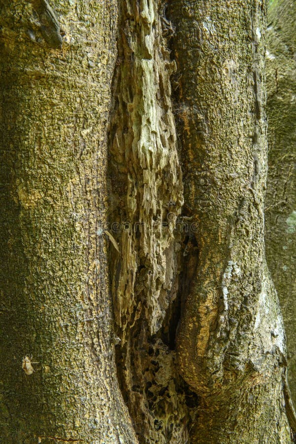 Structure The Bark Of A Acacia Tree Stock Photo - Image of closeup ...