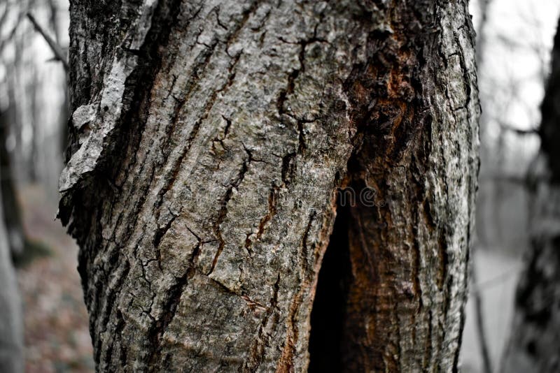 Thick Furrows on the Bark of a Tree Stock Photo - Image of furrow ...