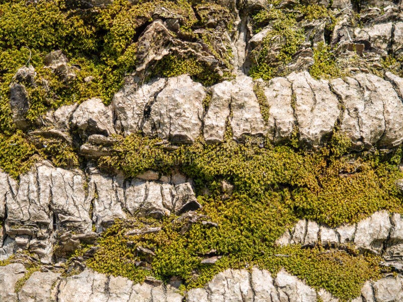 The Structure of the Bark of a Palm Tree. Southern Tree Bark Stock ...