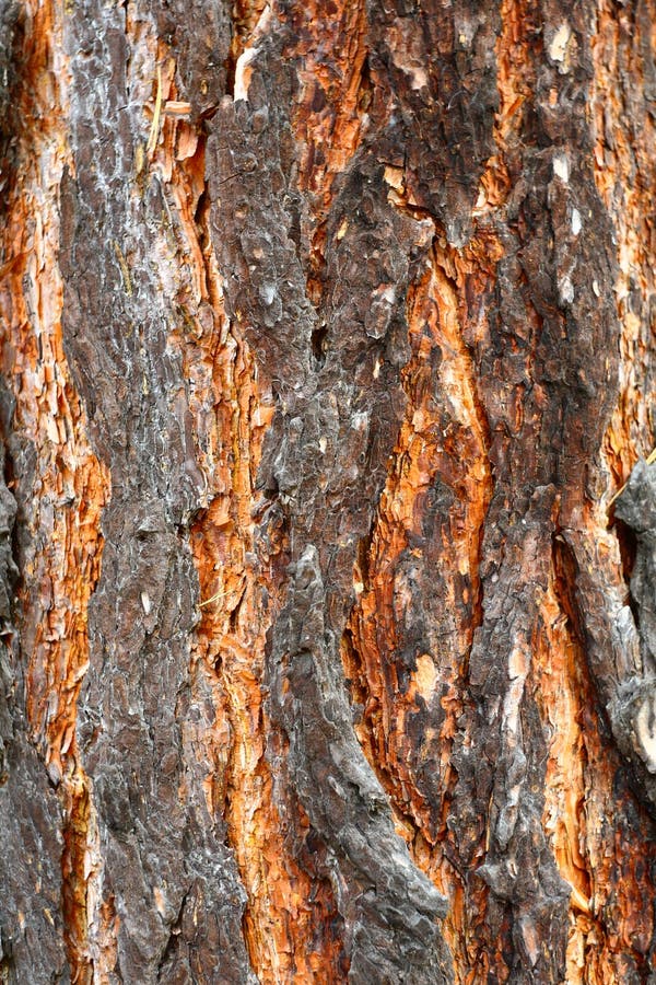 Structure Of A Bark Of A Tree Stock Photo - Image of full, vertical ...