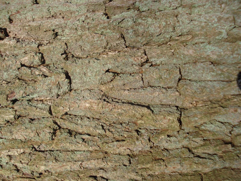 Structure of a Bark of a Tree Stock Photo - Image of putten, tree: 48164640