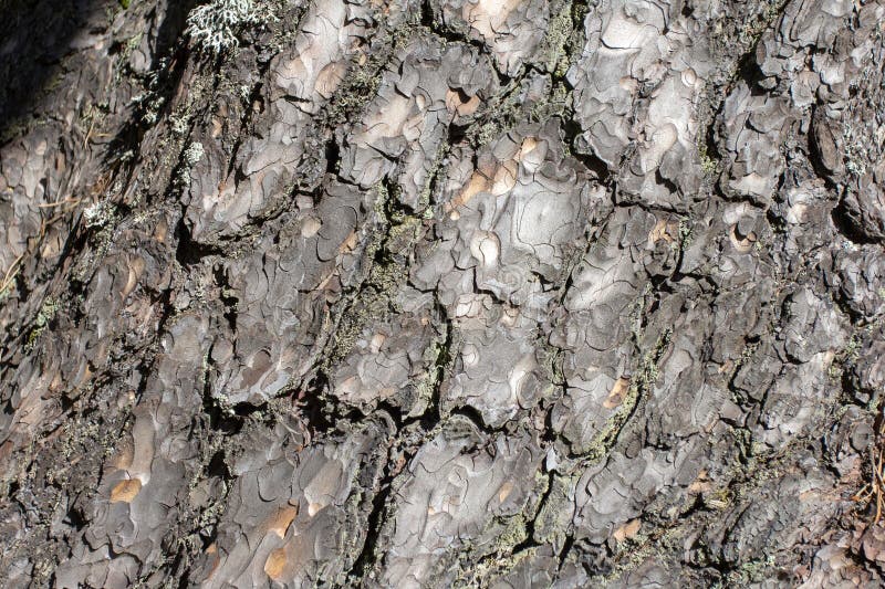 Tree Bark is a Species of Pine and Coniferous Stands in Natural Growing ...