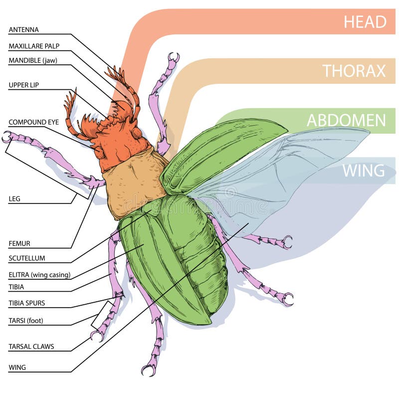 Insect Reproduction System