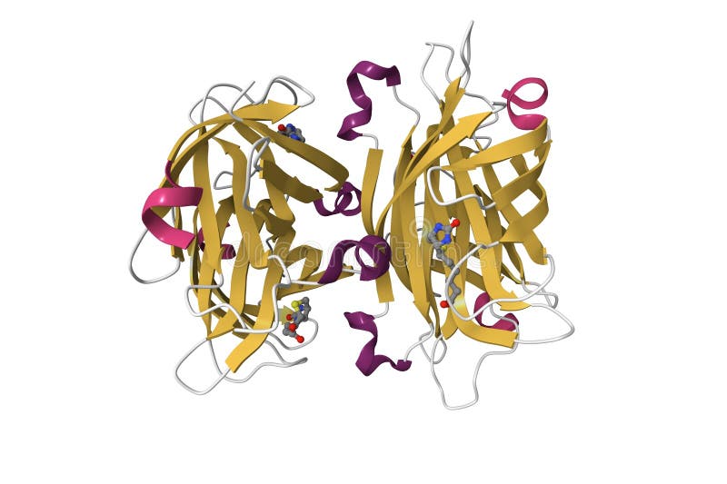Pdb 1stp Stock Illustrations – 1 Pdb 1stp Stock Illustrations, Vectors ...