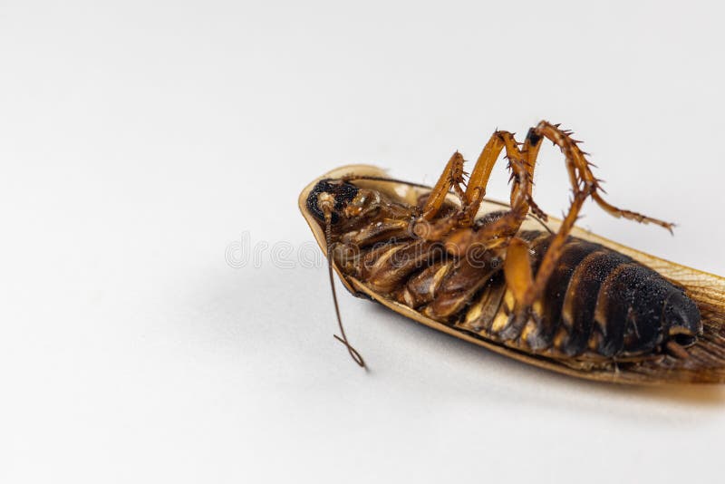 Blaptica Dubia, Dubia Roach, Also Known As the Orange-spotted Roach in ...