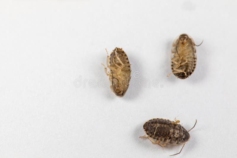 Blaptica Dubia, Dubia Roach, Also Known As the Orange-spotted Roach in ...