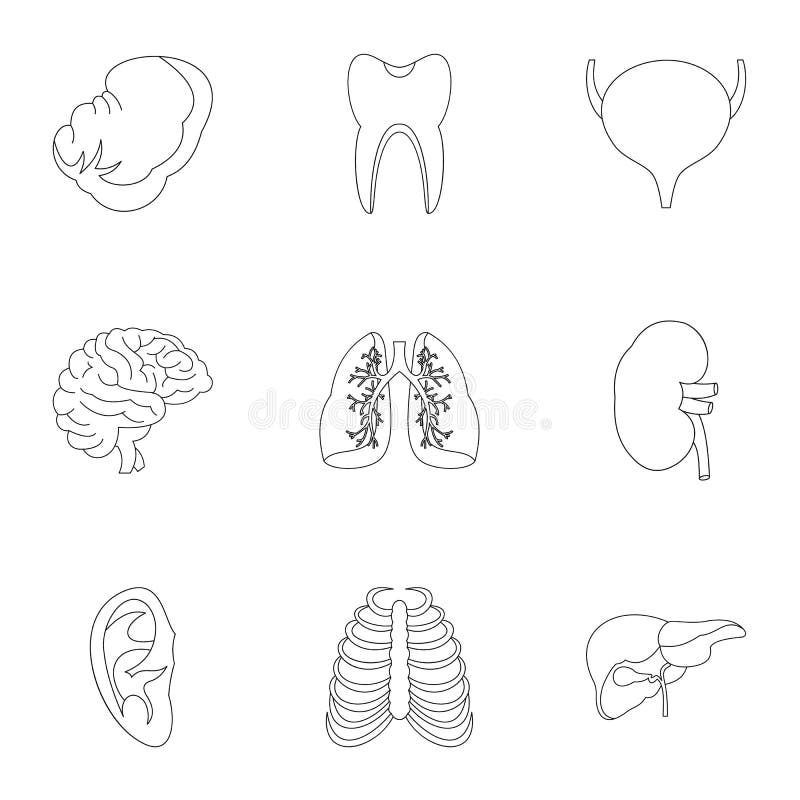 Structure of Body Icons Set, Outline Style Stock Vector - Illustration ...