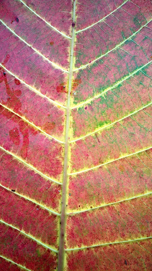 The Structure of the Bones of Ketapang Leaves is Brightly Colored Stock ...