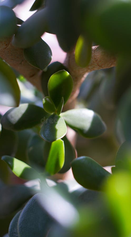 The Structure of the Branches on the Body of the Zamioculcas Flower ...
