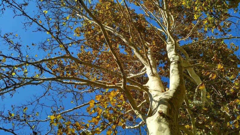 The Structure of the Branches and Trunk of the Plane Tree Stock Photo ...