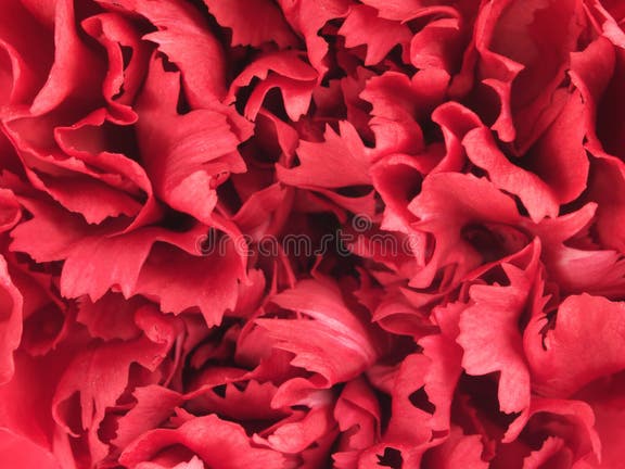 Structure of Carnation Flower Stock Image - Image of cheerful, bright ...