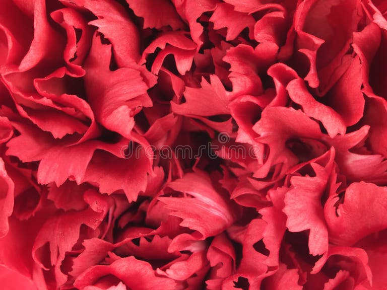 Structure of Carnation Flower Stock Image - Image of cheerful, bright ...