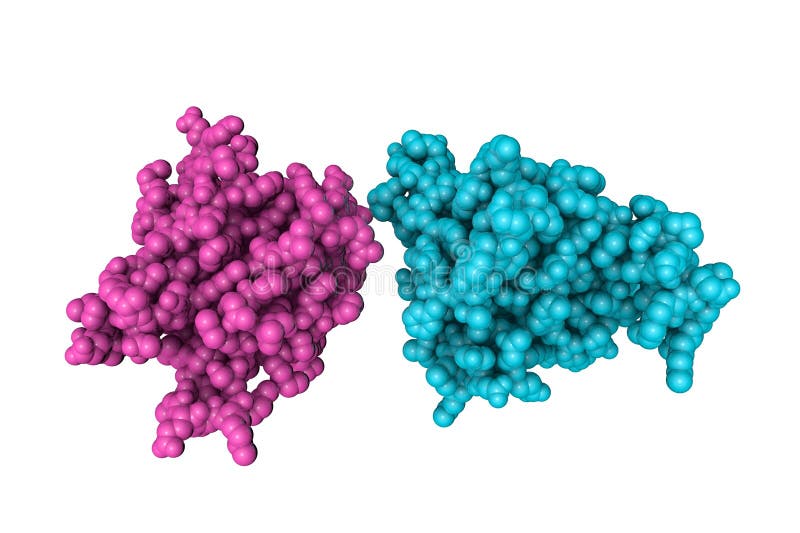 Structure of Cdc42Hs-Gdp Complex. Space-filling Molecular Model. 3d ...