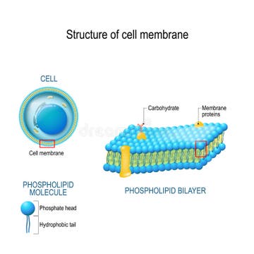 Membrane Layer Stock Illustrations – 1,347 Membrane Layer Stock ...