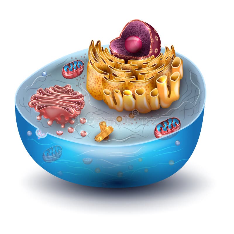 Structure D'une Cellule Animale Illustration de Vecteur - Illustration ... Structure D'une Cellule Animale Illustration de Vecteur - Illustration ...