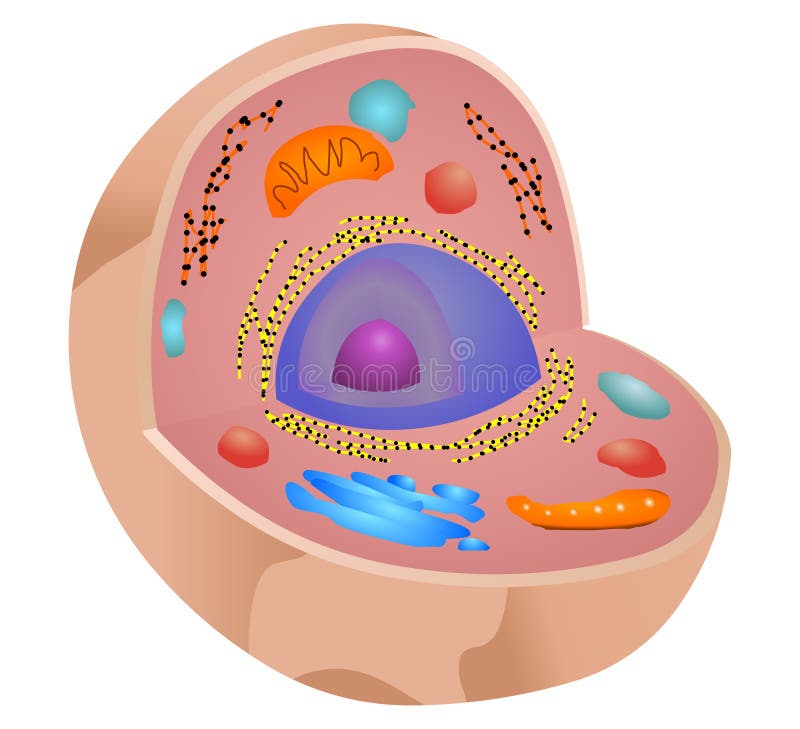 Structure D'une Cellule Animale Illustration de Vecteur - Illustration ... Structure D'une Cellule Animale Illustration de Vecteur - Illustration ...
