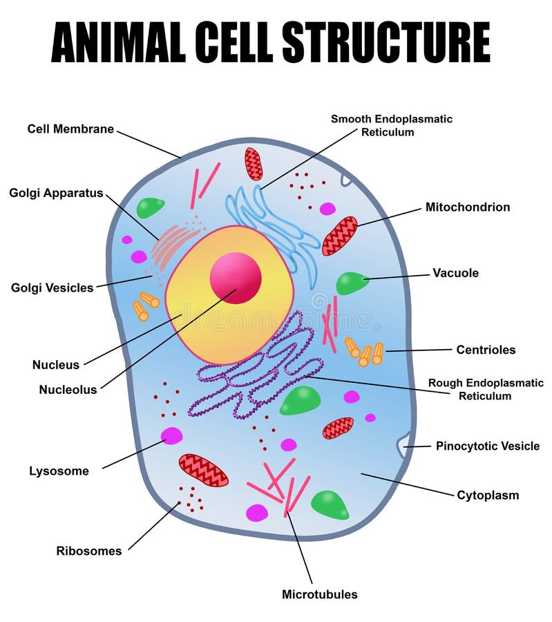 Structure D'une Cellule Animale Illustration de Vecteur - Illustration ...