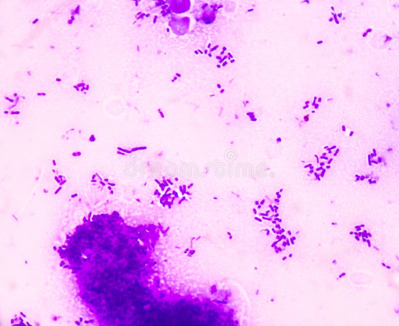 Structure Cellulaire De Bourgeonnement De Levure Image stock - Image du ...