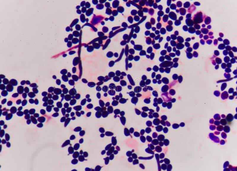 Structure Cellulaire De Bourgeonnement De Levure Image stock - Image du ...