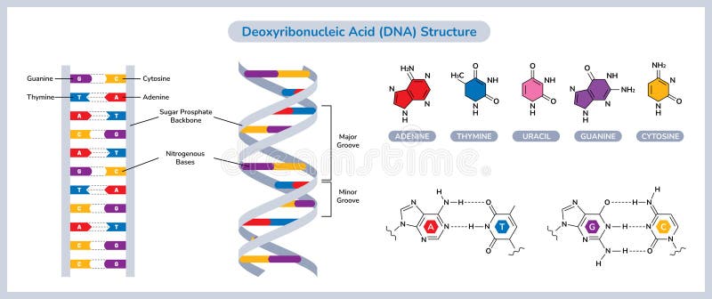 Structure Chimique De L'adn Illustration Stock - Illustration du ...
