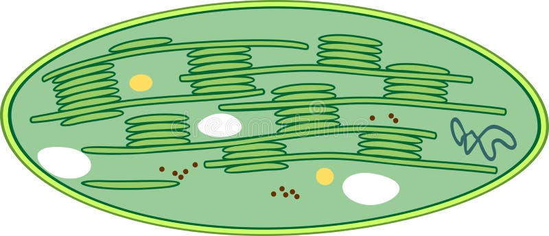 Structure of chloroplast stock vector. Illustration of scheme - 120195491