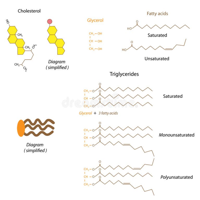 Structure of Cholesterol and Triglycerides Stock Vector - Illustration ...