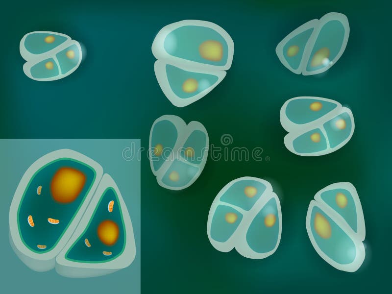 Structure of the Chondrocytes. Cells in Healthy Cartilage. Stock Vector ...