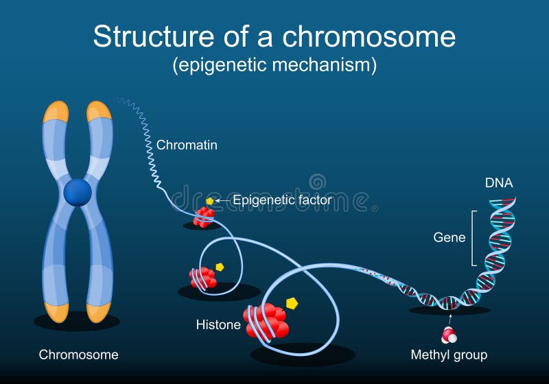 Structure of a Chromosome. Epigenetic Mechanism Stock Vector ...
