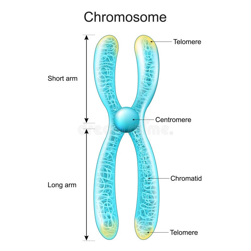 Structure of Chromosome. Chromatid, Centromere, Short and Long Arms ...