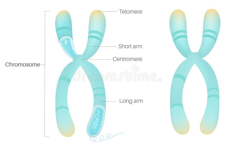 Structure of Chromosome in Human Body. Stock Vector - Illustration of ...