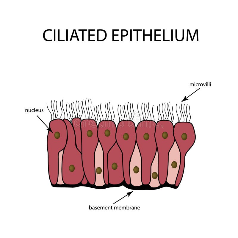 Epithelial Cells Anatomical Vector Illustration Infographic Diagram