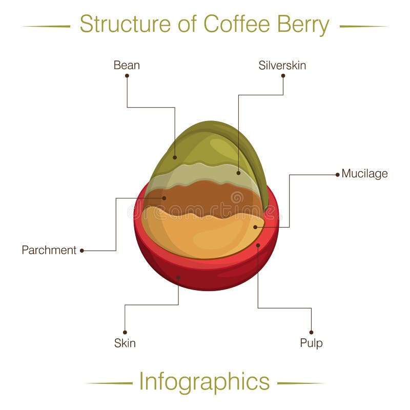 Coffee Berry Plant Logo Design. Coffee Plantation, Harvesting Robusta ...