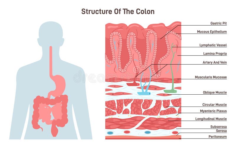 Human Digestive System. Abdominal Internal Organs and Stages Stock ...