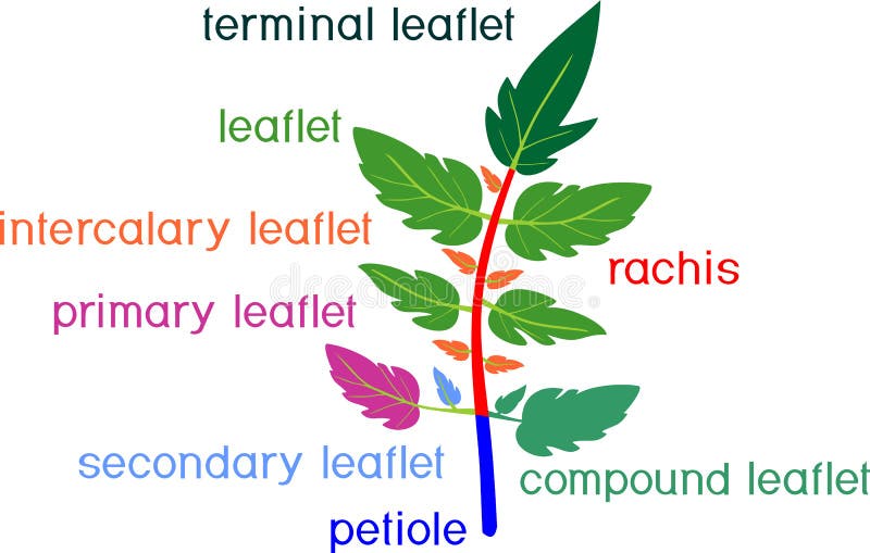 Structure of Compound Leaf of Tomato Plant Isolated on White Stock ...