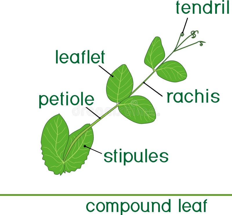 Structure of Green Leaf of Plant. Compound Leaf of Raspberry Stock ... Structure of Green Leaf of Plant. Compound Leaf of Raspberry Stock ...
