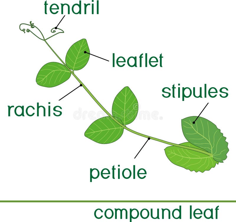 Structure of Compound Plant Leaf with Title. Green Leaf of Pea Stock ... Structure of Compound Plant Leaf with Title. Green Leaf of Pea Stock ...