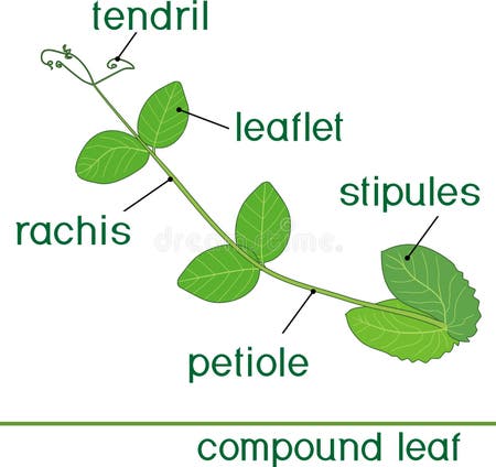 Pea Plant Anatomy Stock Illustrations – 28 Pea Plant Anatomy Stock ...