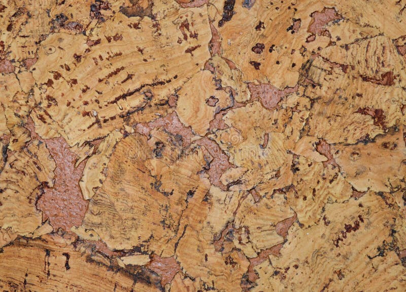 The Structure of Cork Coverings Stock Image - Image of texture, rough ...