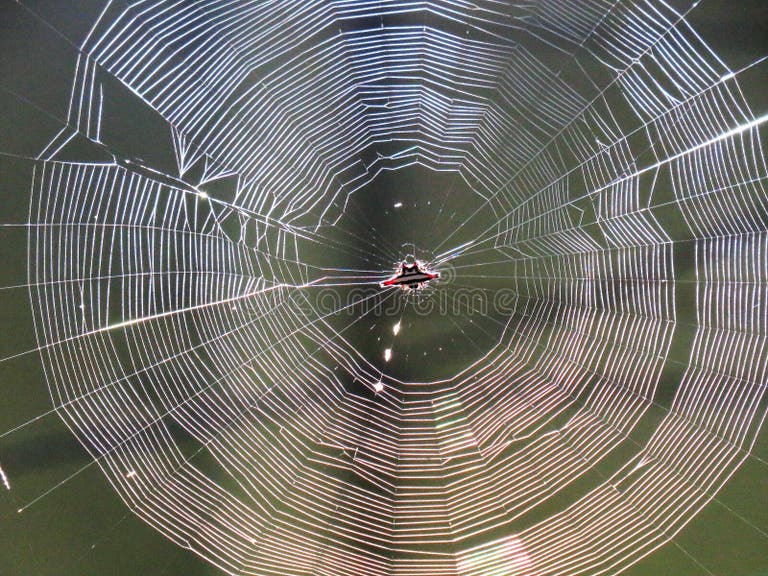 A Spider S Web, an Intricate Structure Created by an Insect. Stock ...