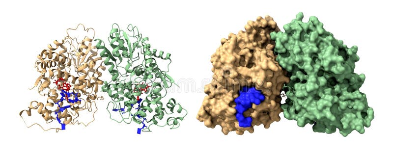 Structure of Cryptochrome 3 Dimer - DNA (blue) Complex. Stock ...
