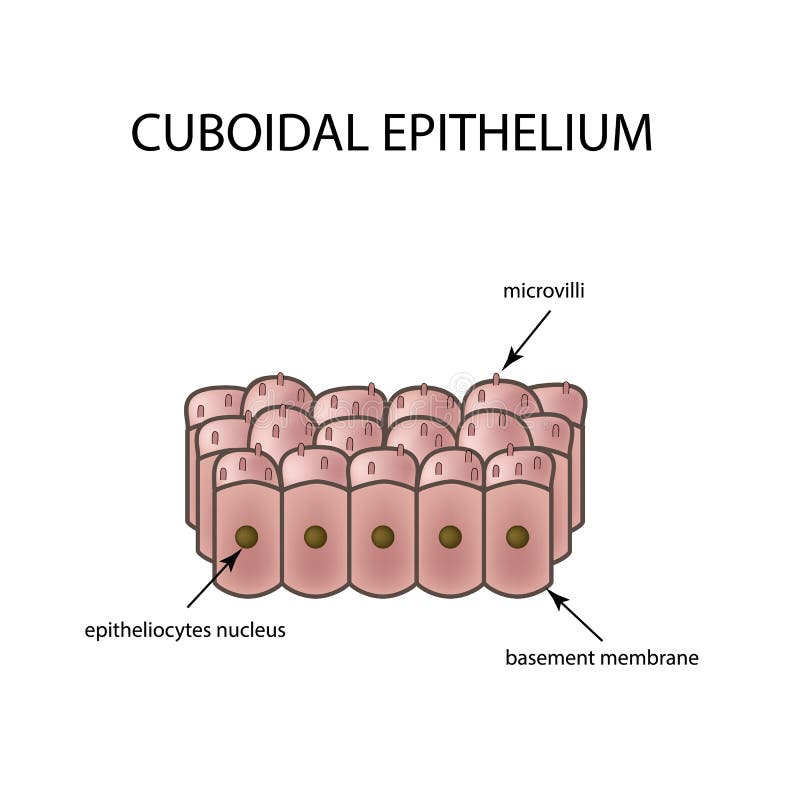 The Structure of Cubic Epithelium. Infographics. Vector Illustration on ...