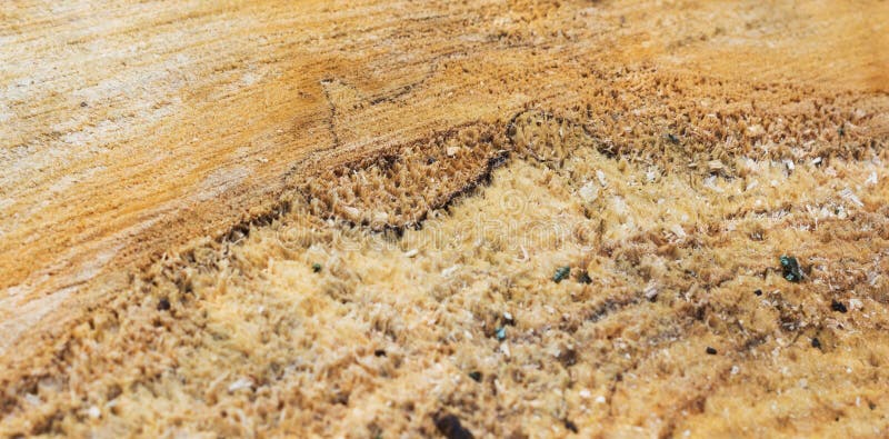 Structure of Cut Wood Close Up Day Stock Image - Image of abstract ...