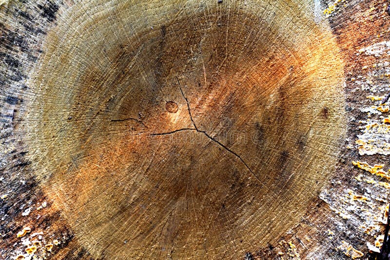 Cutted tree stock photo. Image of bark, ecology, chopping - 31976572