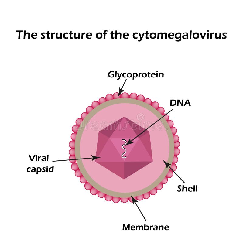 Cytomegalovirus. Structure of the Virion Stock Vector - Illustration of ...