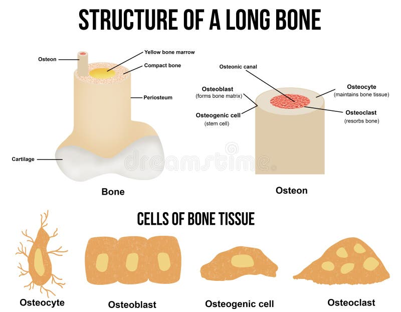Osteocyte Structure De Cellule D'os Illustration de Vecteur ...
