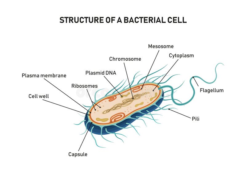 Structure De Cellule Bactérienne Illustration Stock - Illustration du ...