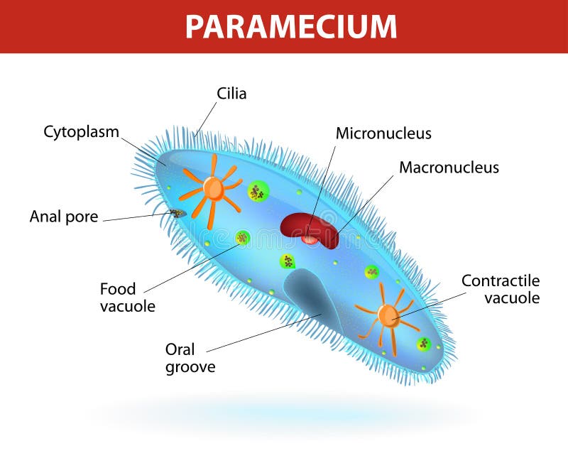 Structure d'une paramécie illustration de vecteur. Illustration du ...